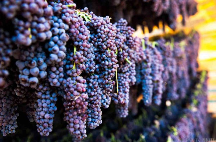 e-Agrotis.gr Αγροτική ενημέρωση, Aγροτικά νέα, Aγροτικές ειδήσεις 24/7 | e-Agrotis.gr Αγροτική ...