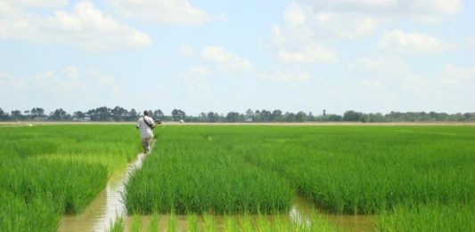 e-Agrotis.gr Αγροτική ενημέρωση, Aγροτικά νέα, Aγροτικές ειδήσεις 24/7 | e-Agrotis.gr Αγροτική ...