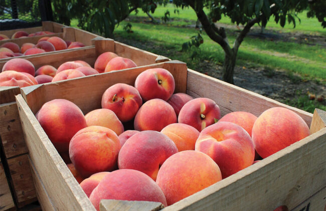 Μειωμένη 21% η παραγωγή ροδάκινου στην Ελλάδα το 2025: Τι δείχνει η Europêch | e-Agrotis.gr ...